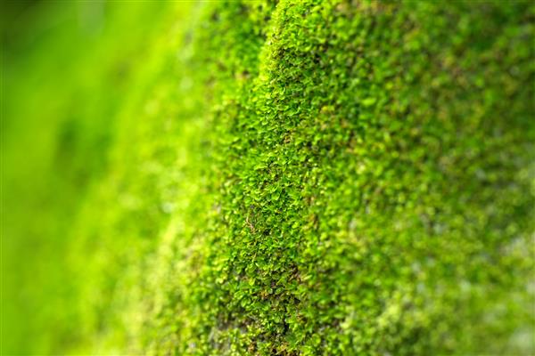 خزه سبز روی سنگ جدا شده در زمینه سفید 1640705