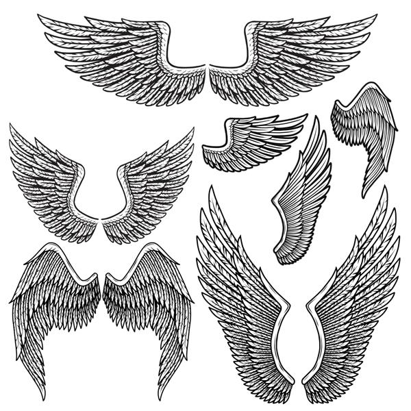 مجموعه ای از بال های پرنده تک رنگ با شکل های مختلف در حالت باز 1579521