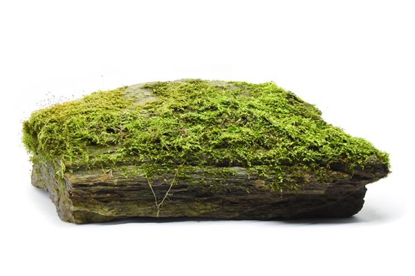 خزه سبز جدا شده در پس زمینه سفید نمای بالا 1644477