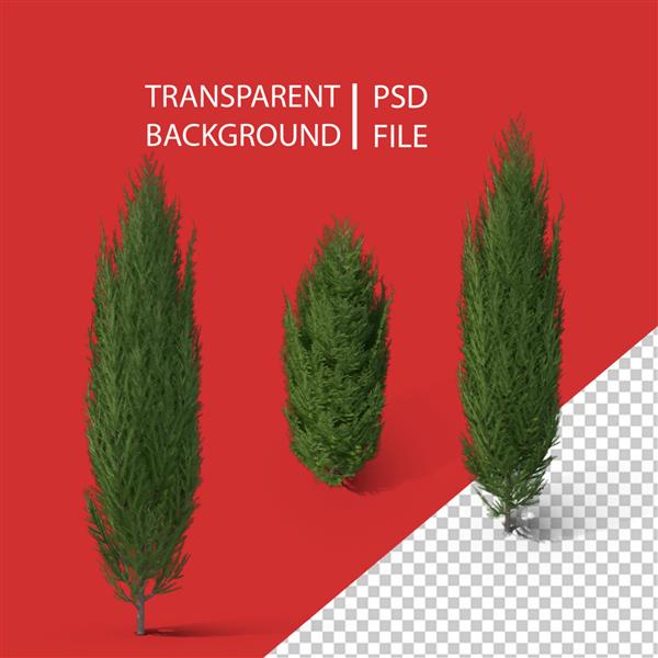 درخت سرو png 1681282