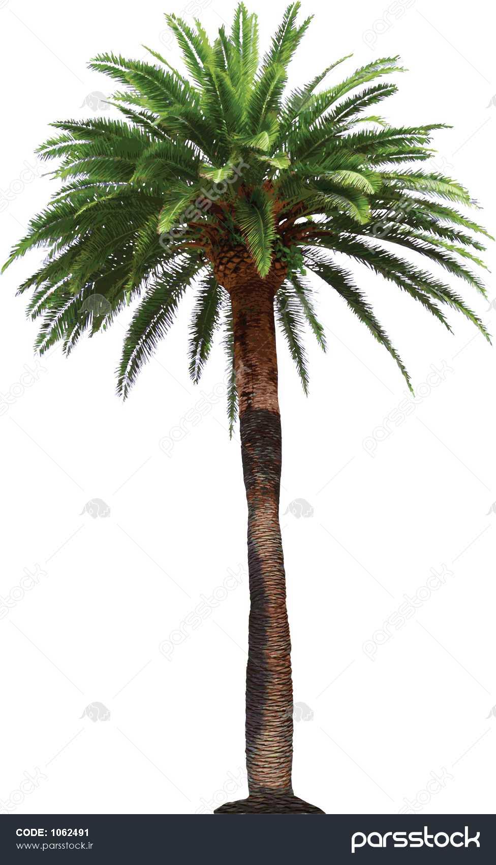 وکتور درخت نخل 1062491