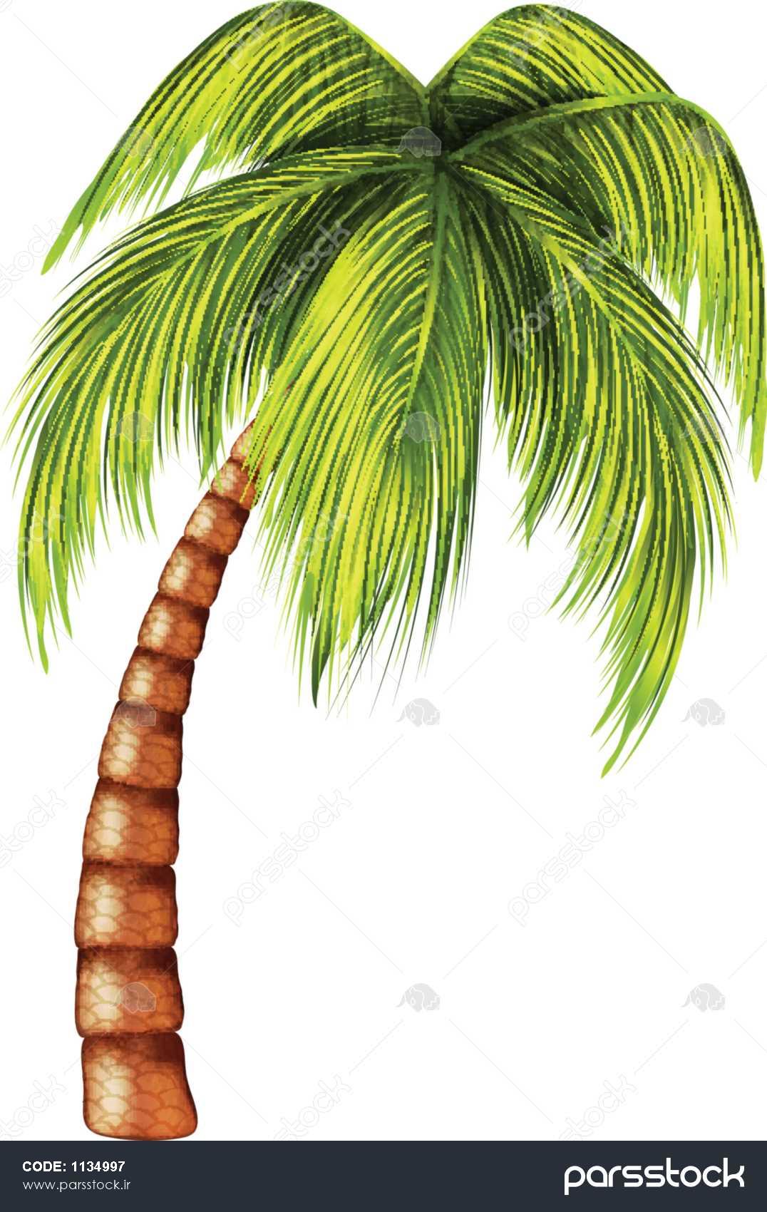درخت نخل 1134997