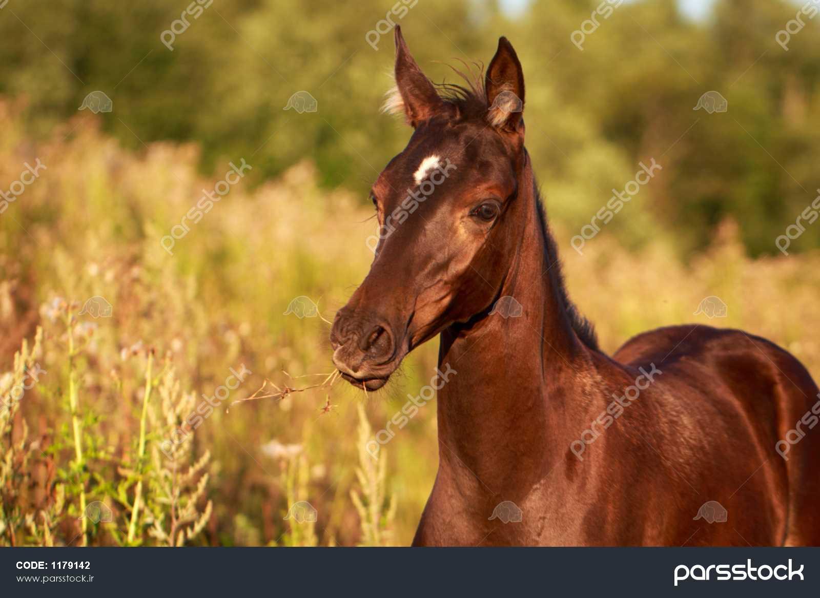 اسب آخال تکه 1179142