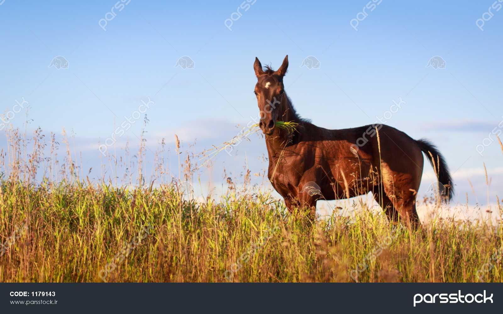 اسب آخال تکه 1179143