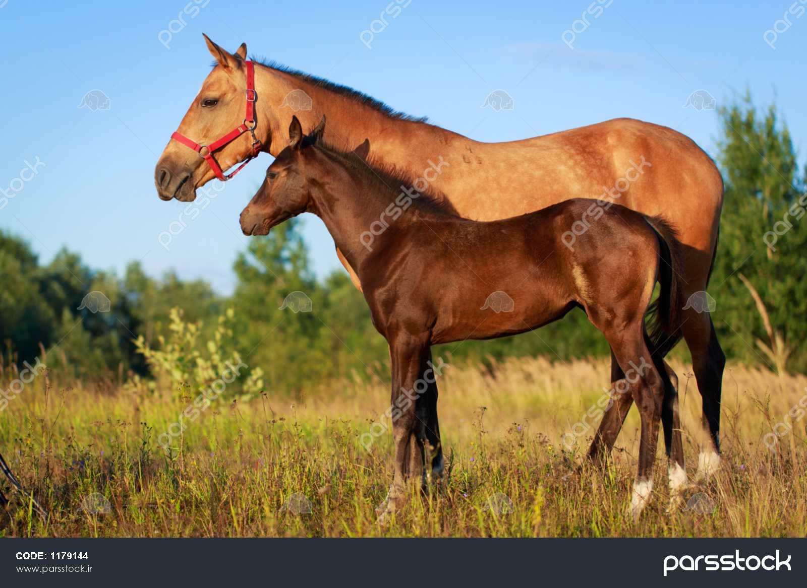 اسب آخال تکه 1179144