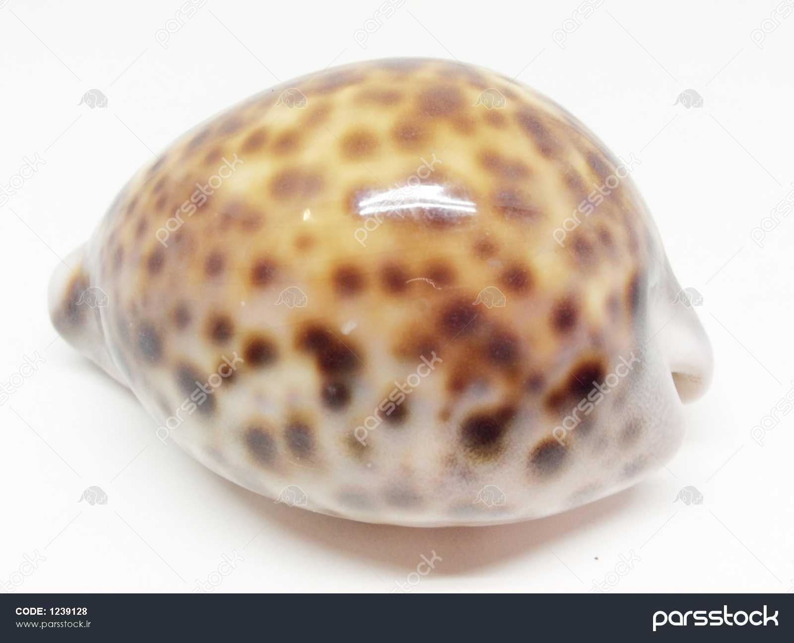 پوسته دریایی جدا شده روی سفید 1239128