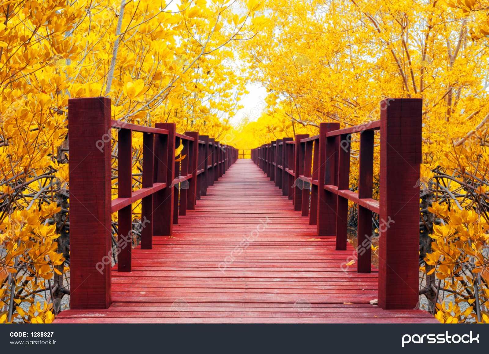 پل چوبی قرمز به جنگل پاییزی 1288827