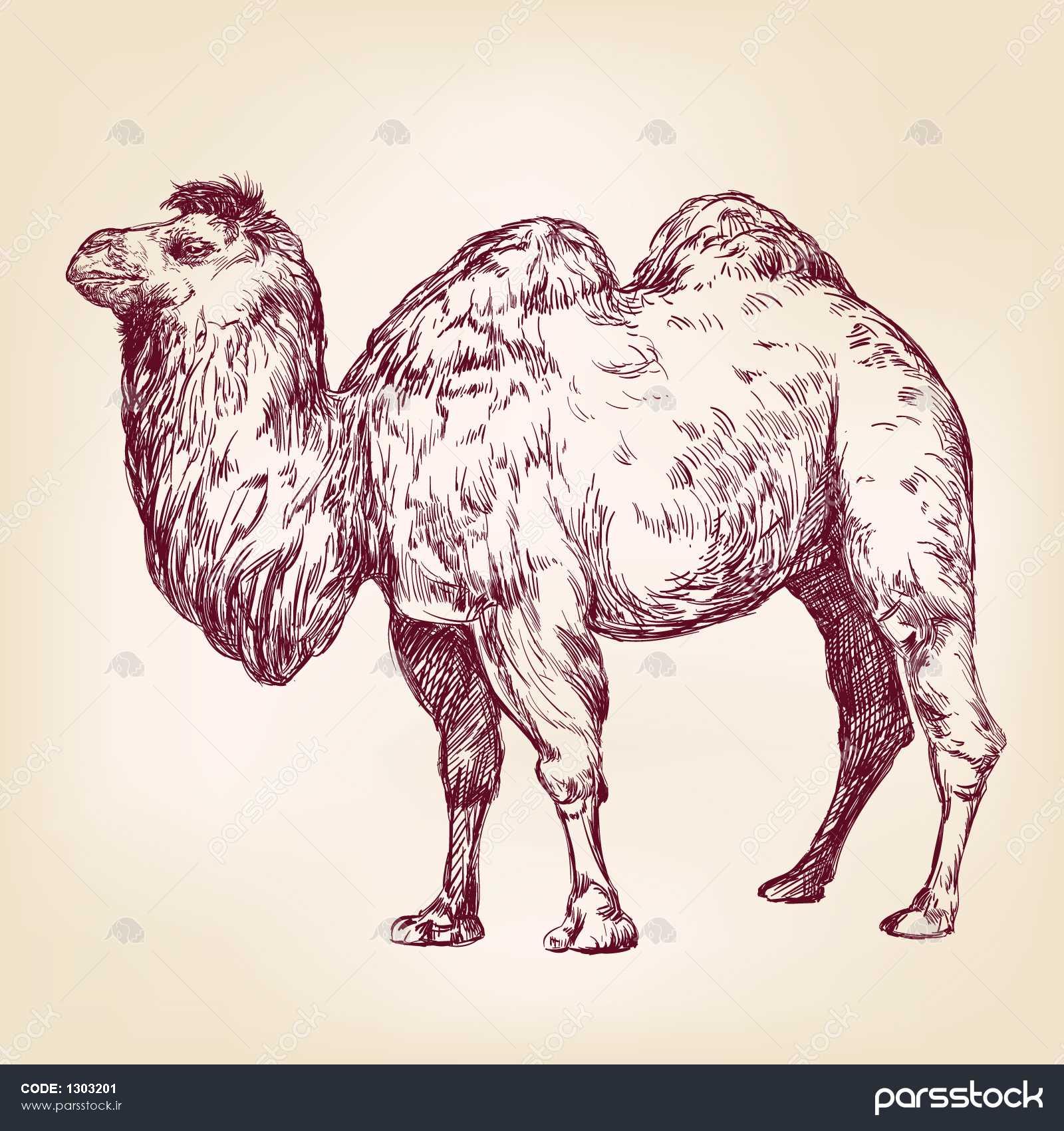 وکتور شتر 1303201