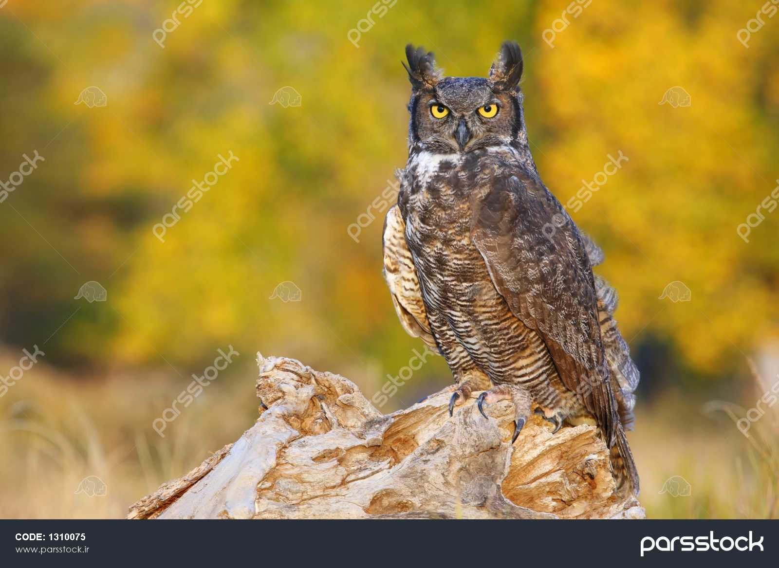 جغد شاخدار بزرگ روی کنده ای نشسته است 1310075