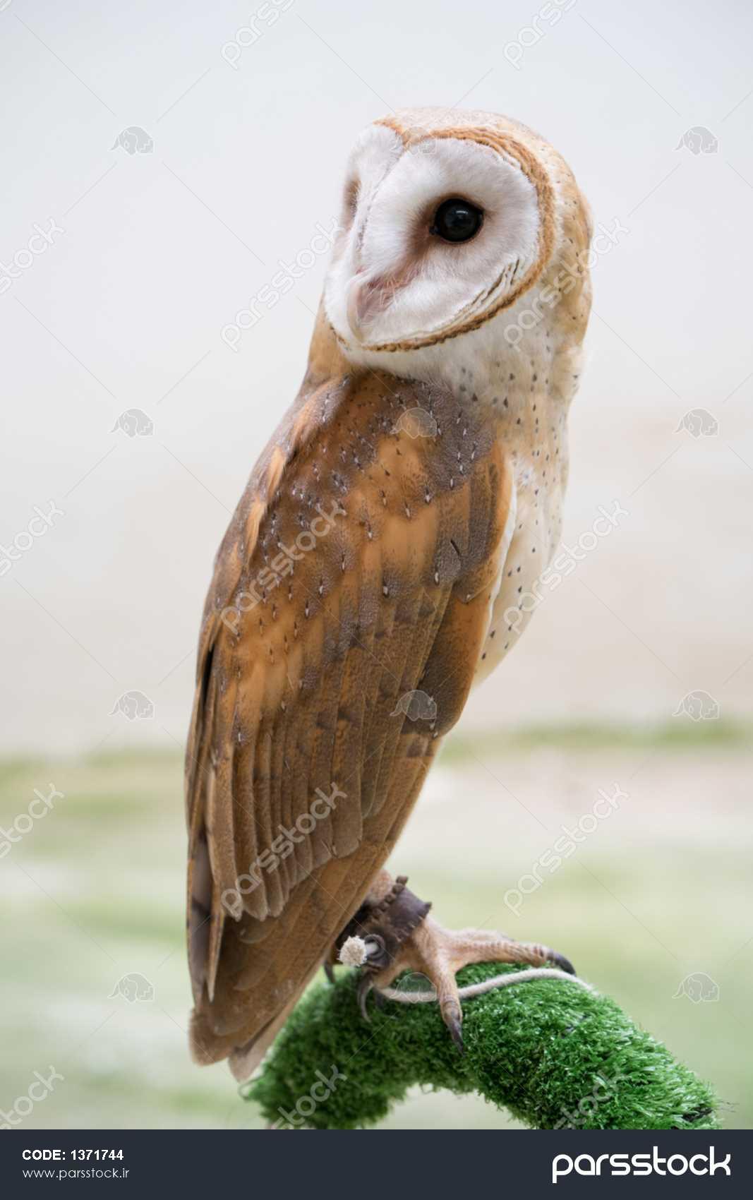 جغد انبار معمولی 1371744