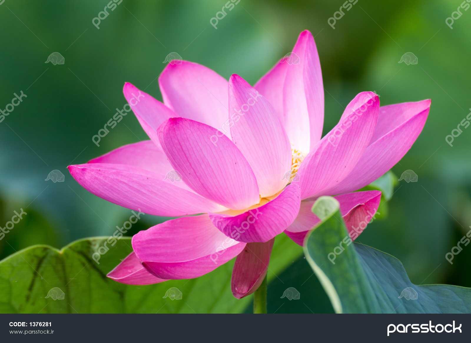 گل نیلوفر آبی 1376281