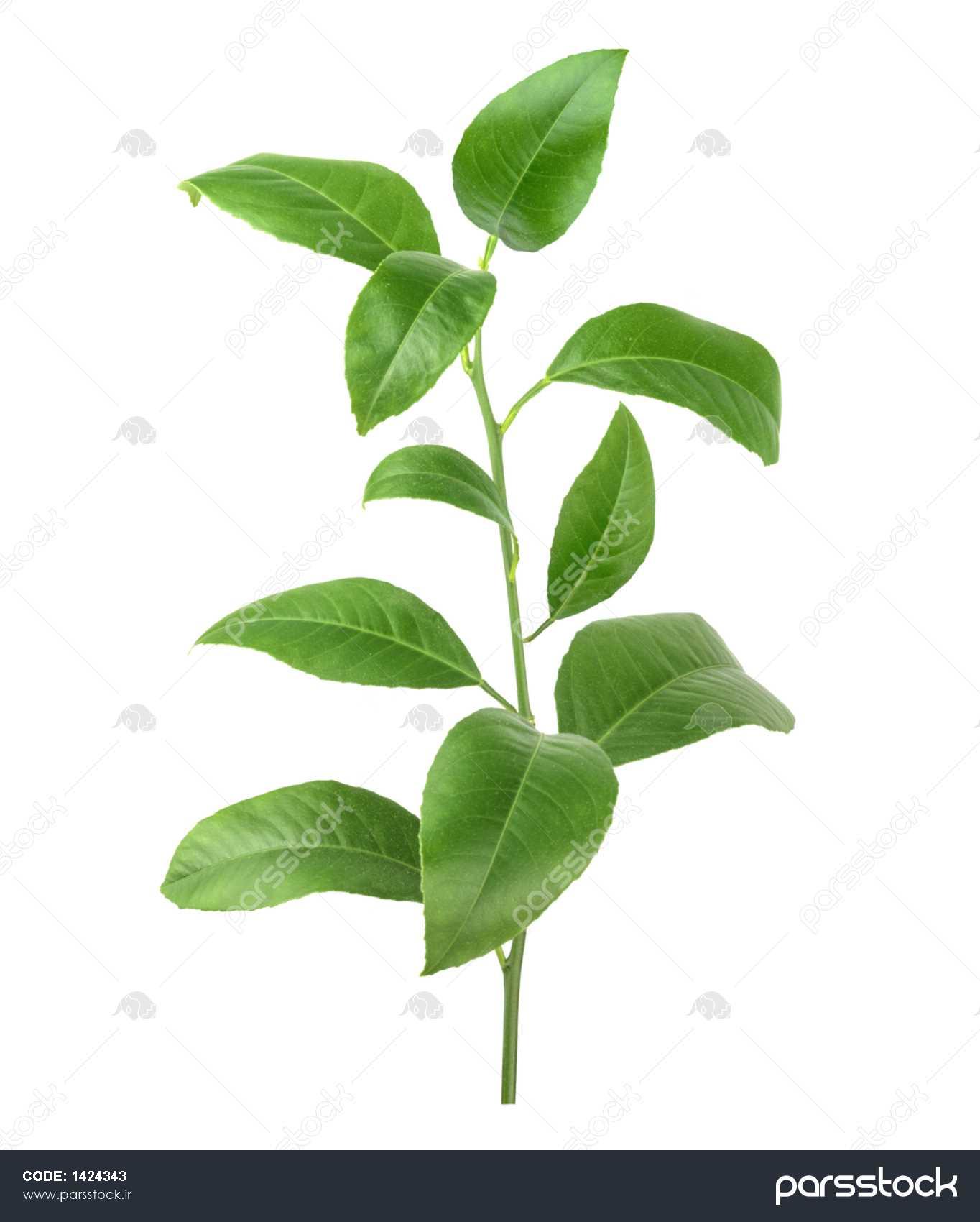برگ های سبز لیمو بر روی زمینه سفید است 1424343