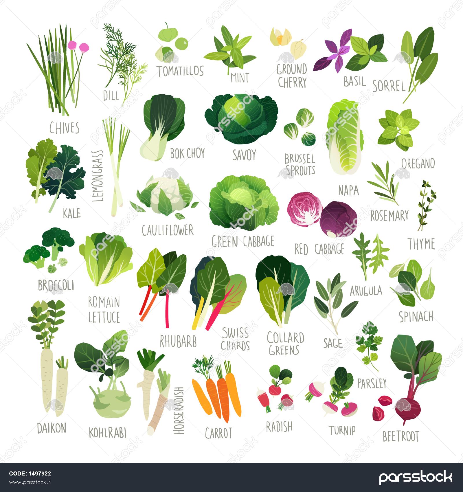 مجموعه کلیپ های هنری بزرگ با انواع مختلف سبزیجات و گیاهان دارویی مشترک ...