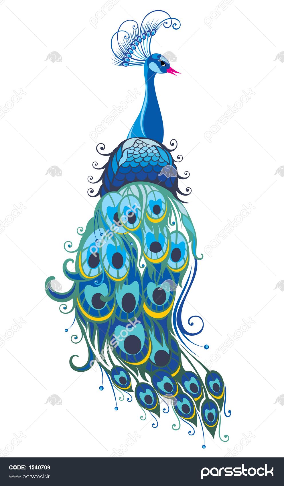 طاووس 1540709