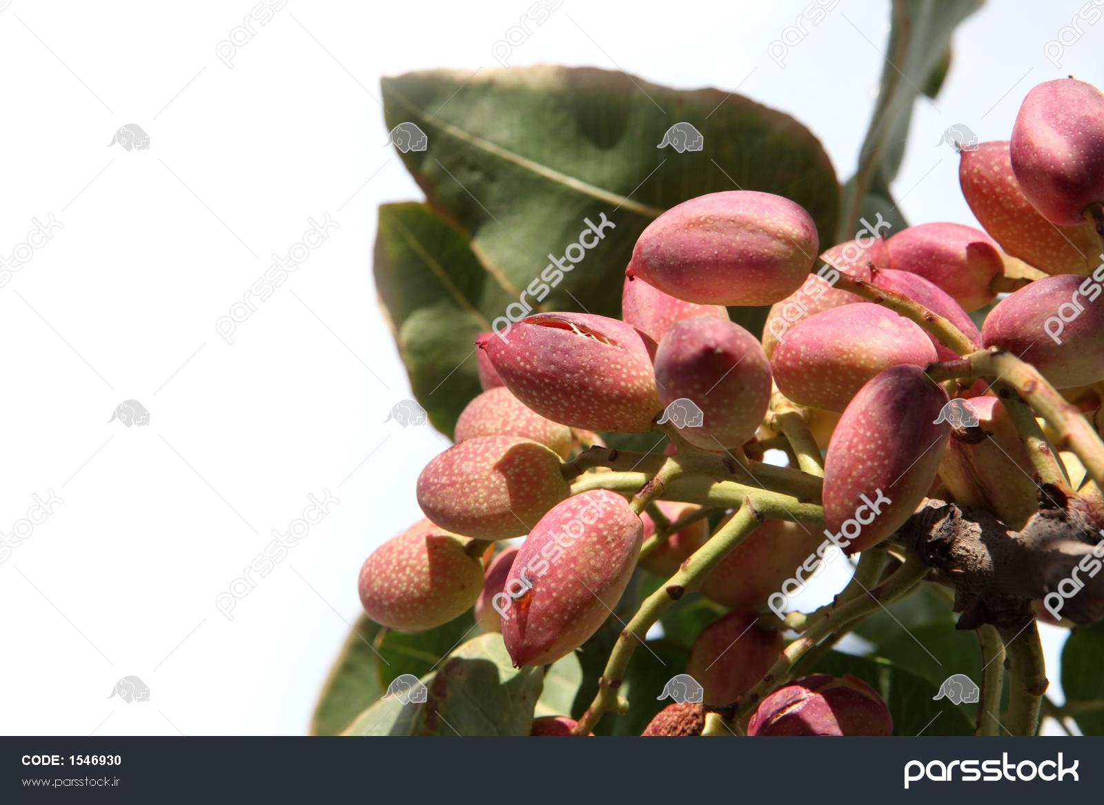 پسته روی شاخه 1546930