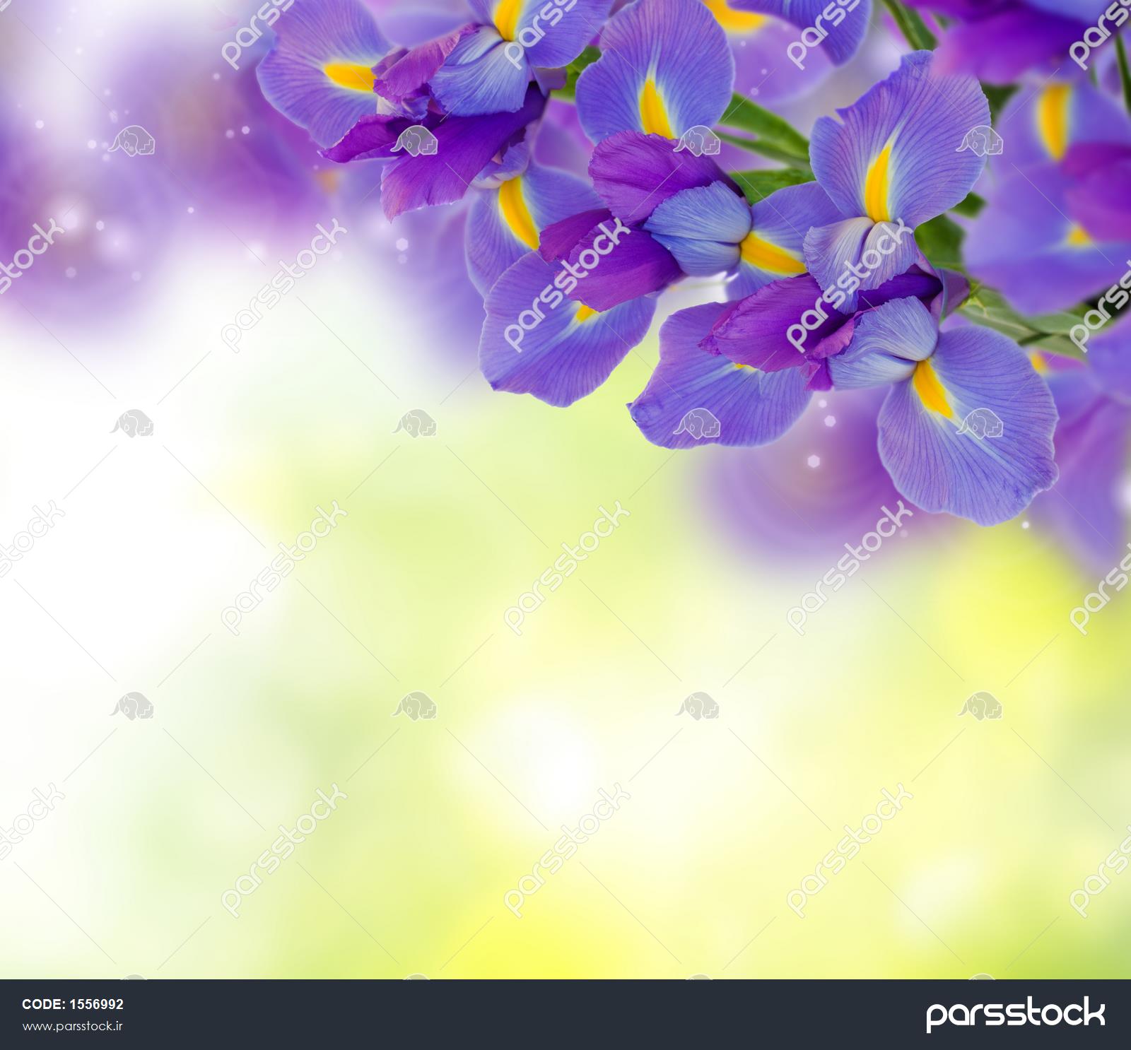 دسته گل زنبق در زمینه بوکه باغ سبز 1556992