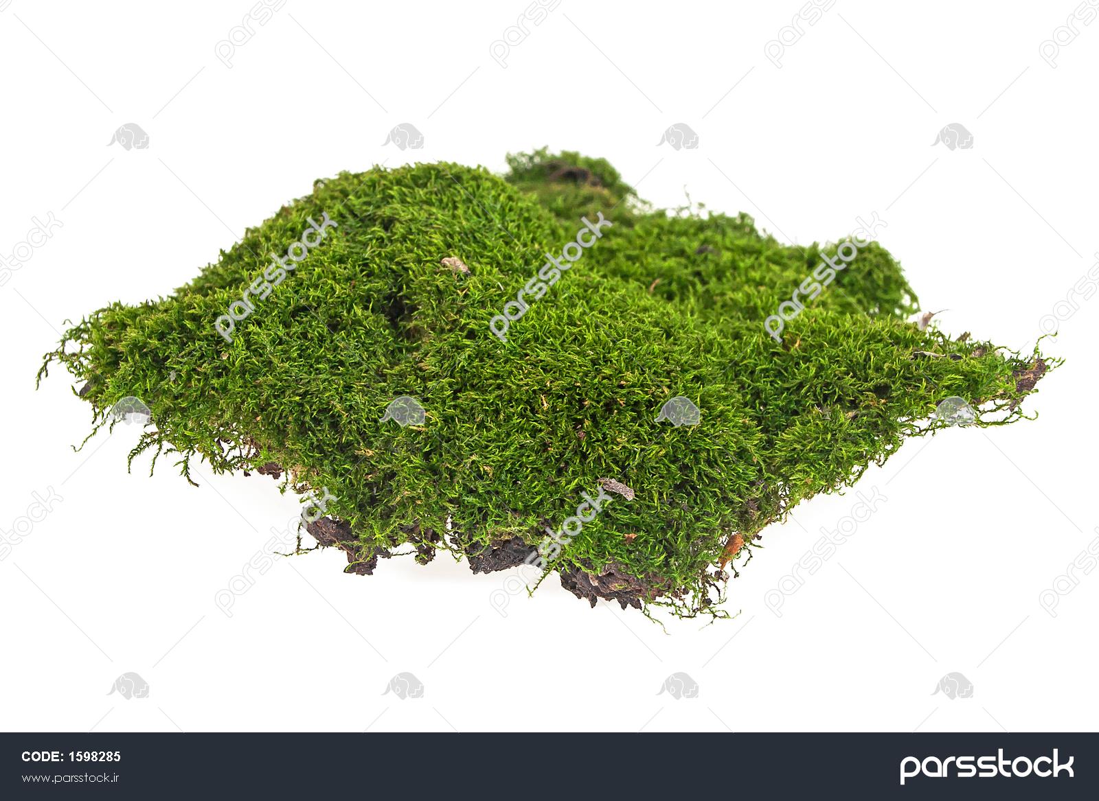خزه جنگلی سبز در پس زمینه سفید 1598285