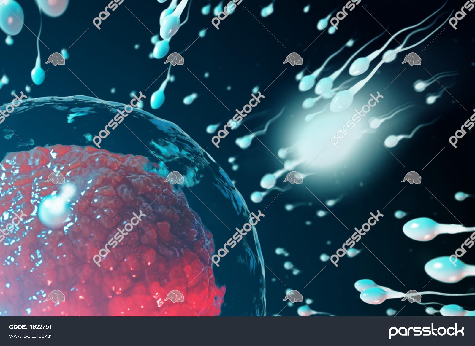 تصویر سه بعدی اسپرم و سلول تخمک تخمک نزدیک شدن اسپرم به سلول تخمک لقاح ...