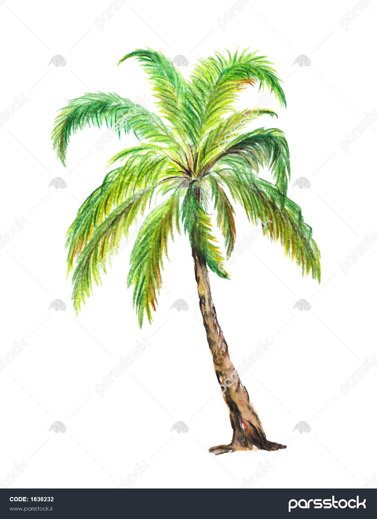 درخت نخل یک عنصر طراحی درخت نخل تصاویر طراحی شده با آبرنگ روی پس‌زمینه ...