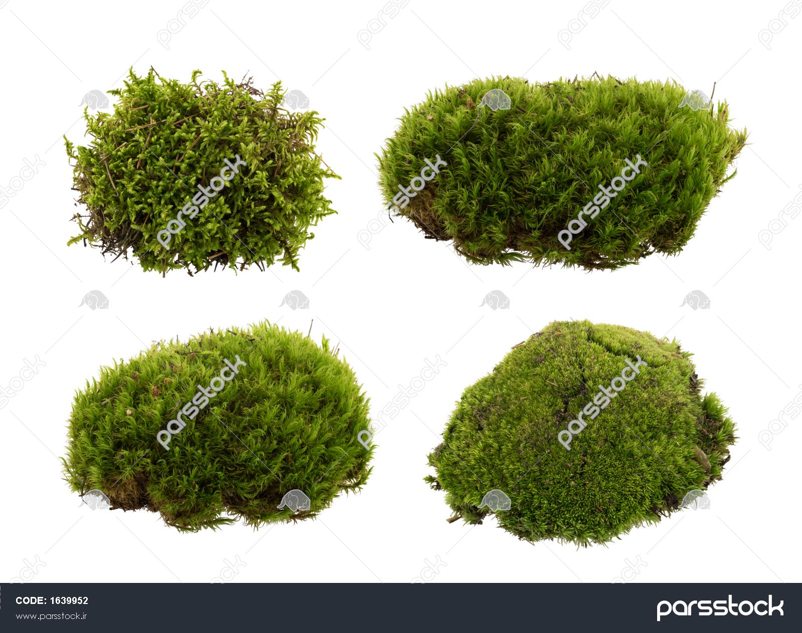 خزه سبز جدا شده در نمای نزدیک پس زمینه سفید 1639952