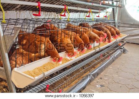 مرغداری ( لانه مرغ ) پر از جوجه های سفید عکس 1056397 : پارس استاک ...